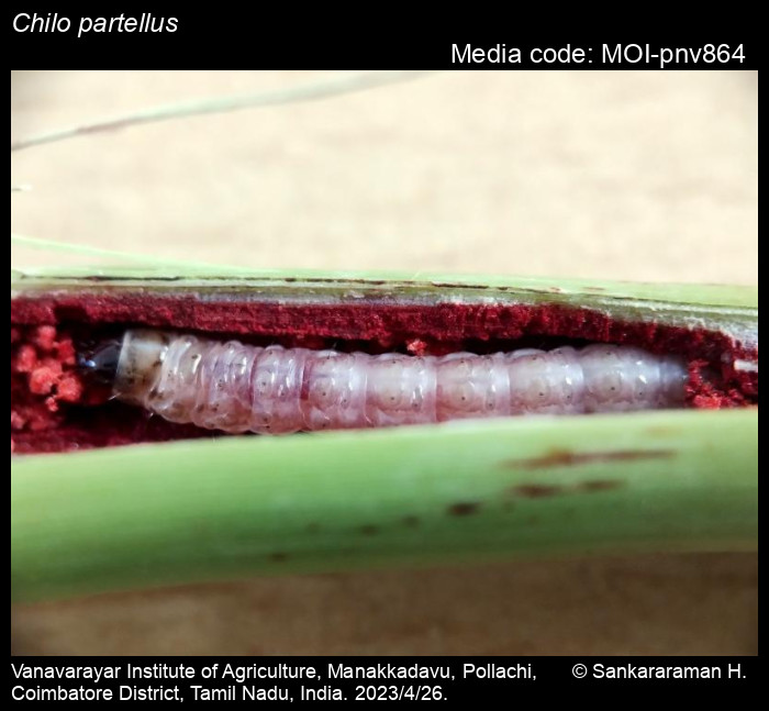 Chilo partellus (Swinhoe, 1885) - Spotted Stem Borer | Moths